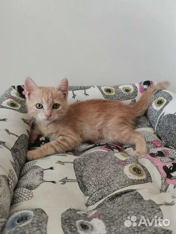 Рыжий котенок девочка 2.5мес