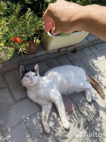 Котик крысолов