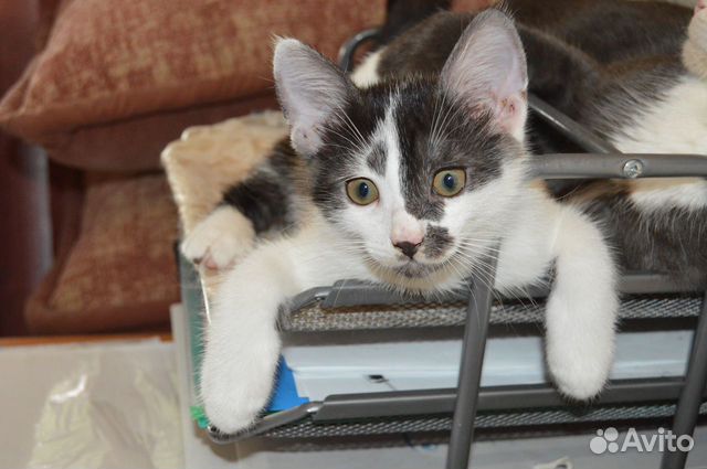 Котенок Северок ищет друзей