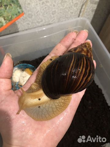 Улитка ахатина иммакулята