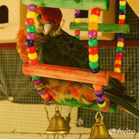 Желтощекая розелла