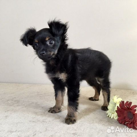 Красотулька