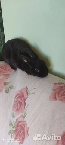 Кролик Рекс