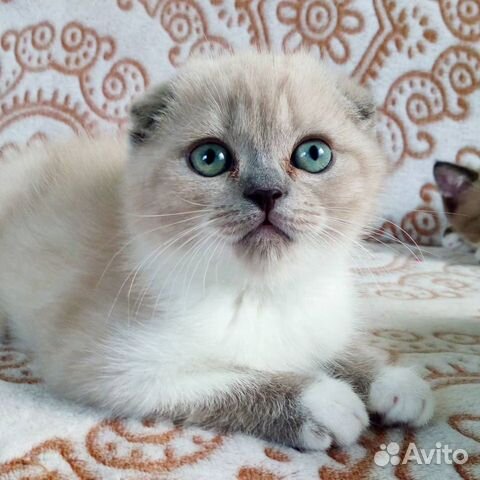 Котята колорных окрасов