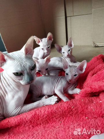 Донской сфинкс котята