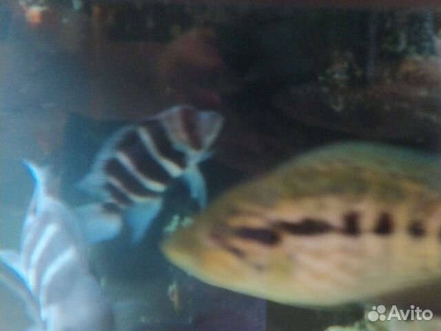 Манагуанская цыхлида