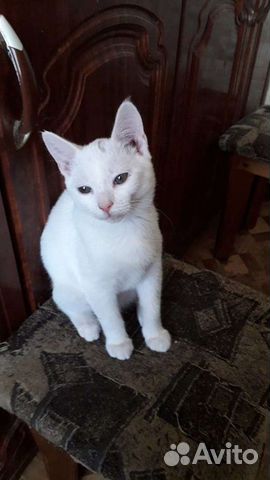 Котенок Снежок