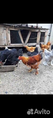 Куры молодки несушки