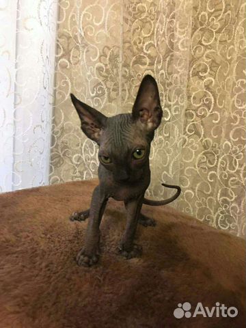 Канадский сфинкс котенок