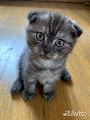 Шотландские котята