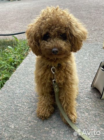 Той-пудель на вязку