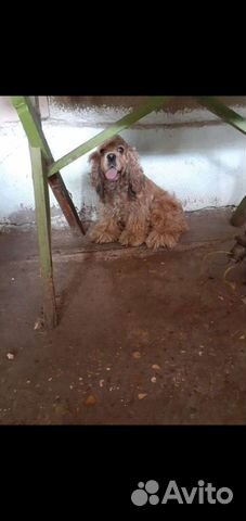 Кокер спаниель в добрые руки