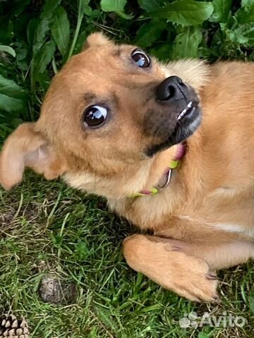 Крохотная собачка в добрые руки