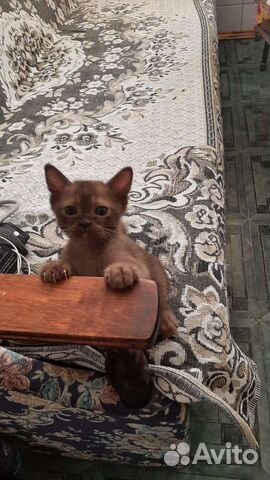 Бурманская