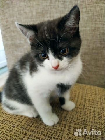 Котенок шотландец страйт (девочка)