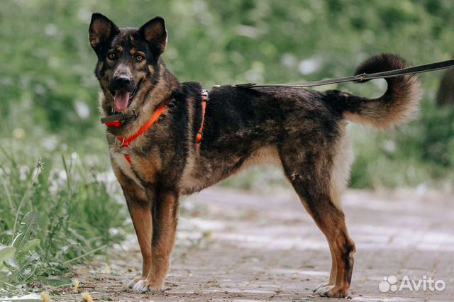 Собака в добрые руки