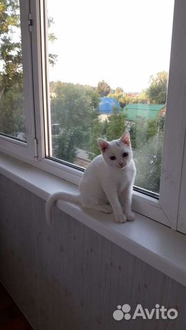 Белоснежный котенок Снежок