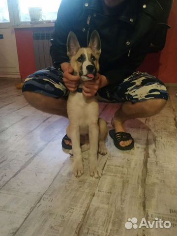 Собака в добрые руки щенок