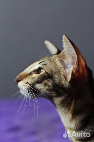 Ориентальные котята