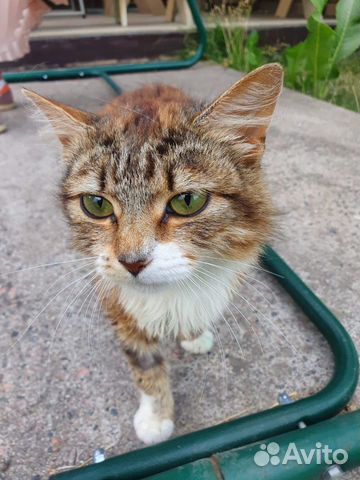 Мурлыська кошка