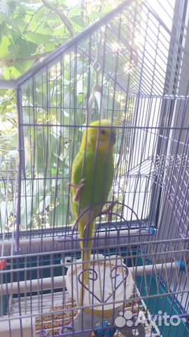 Волнистый попугай самка отдадим в добрые руки