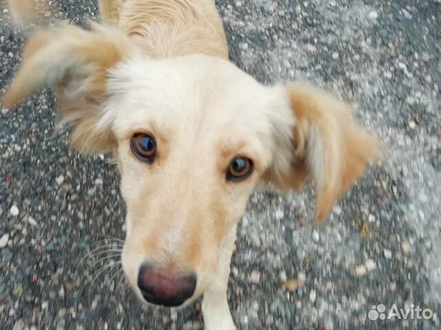 Две коротколапые сестрички ищут дом