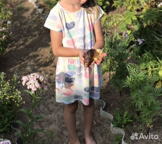 Улитки улитята ахатина ахатины
