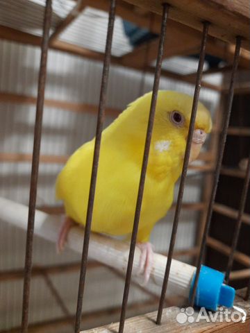 Волнистый попугай девочка