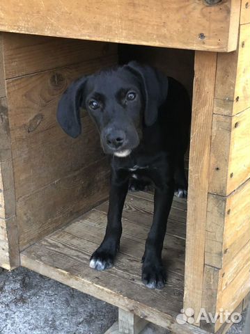 Собака для охоты