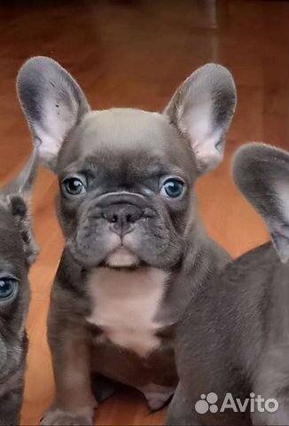 Детки французкого бульдога