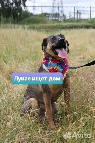 Малыш Лука ищет дом