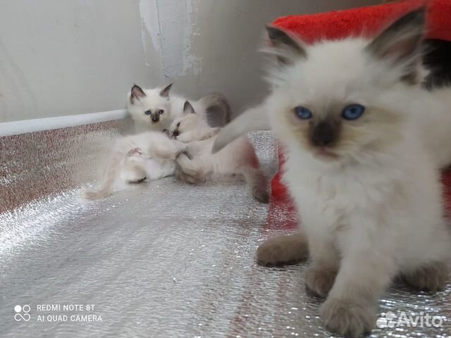 Котята Священной бирмы