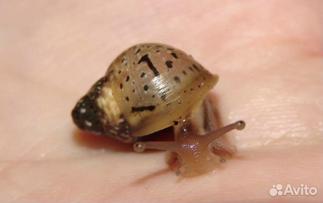 Улиткки ахатины фулика стандарт
