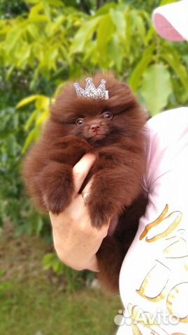 Шоколадная Королева