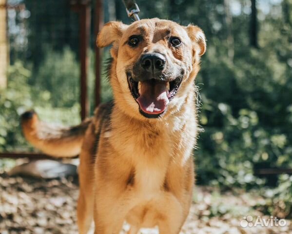 Солнечный щенок в дар