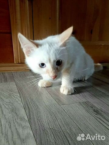 Котёнок ред-поинт в дар