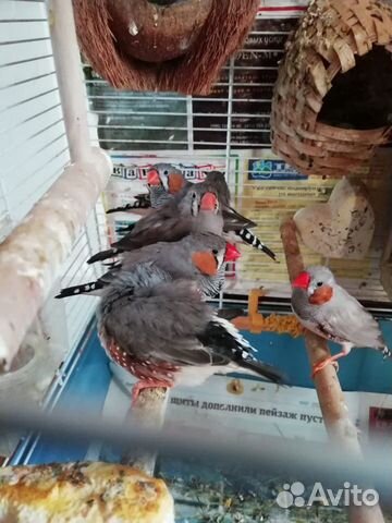 Зебровые амадины