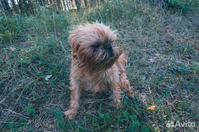 Брюссельский грифон для вязки
