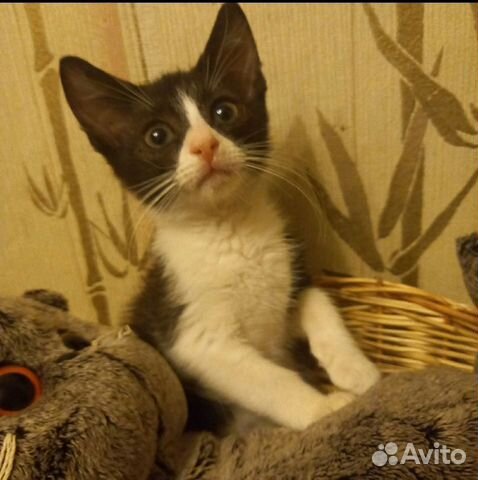 Ищем дом двум братикам Микки и Маусу