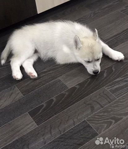 Щенок сибирский хаски