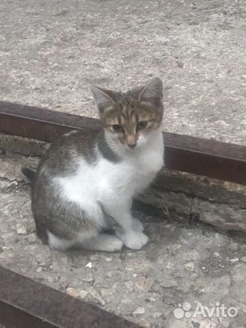 Котята - подростки