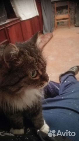 Кошка в добрые руки