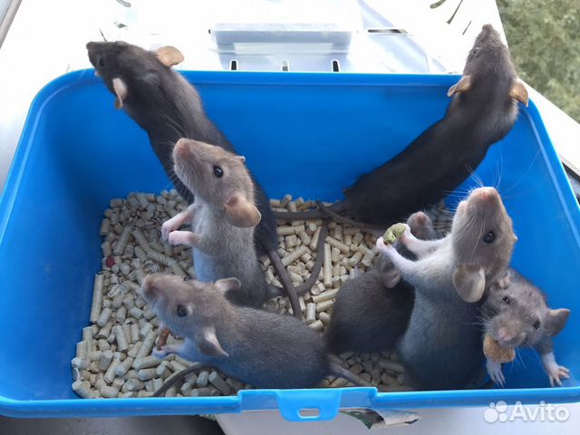 Крысята мальчики. Черные и агути. Дамбо