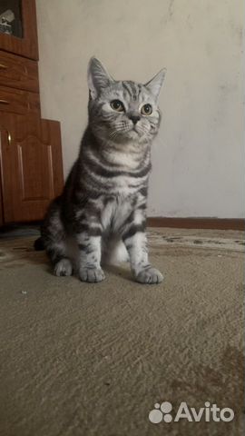 Вязка с шотландским прямоухим котом