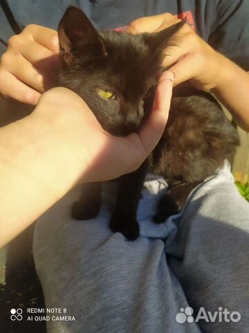 Кошка без породистая