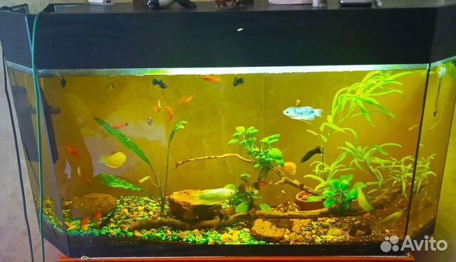 Аквариумы и оборудрвание к ним и рыбки