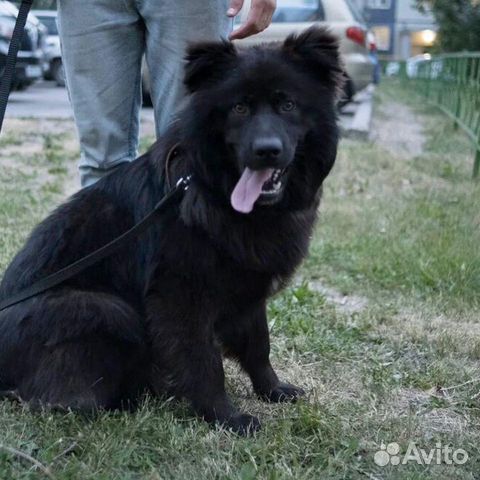 Отдам большого дорого пса в добрые руки