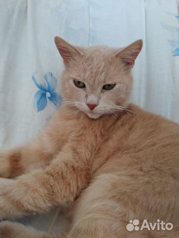 Шикарный ласковый рыжий Персик 7 лет ищет дом