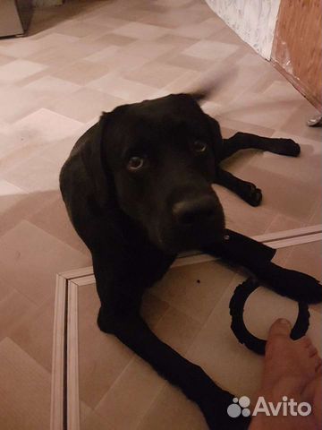 Лабрадор потерялся