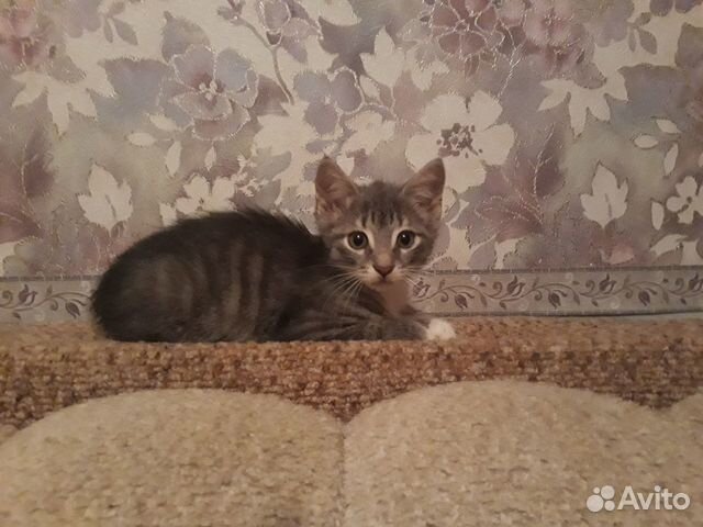 Котенок 2,5 месяца Матвей